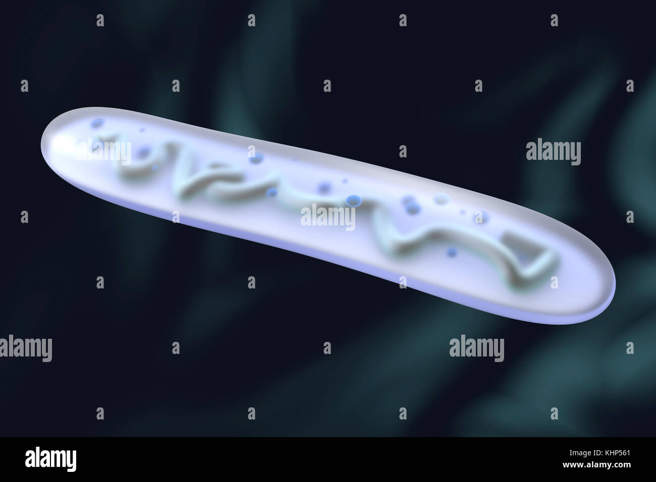 lactobacillus probiotic tablets