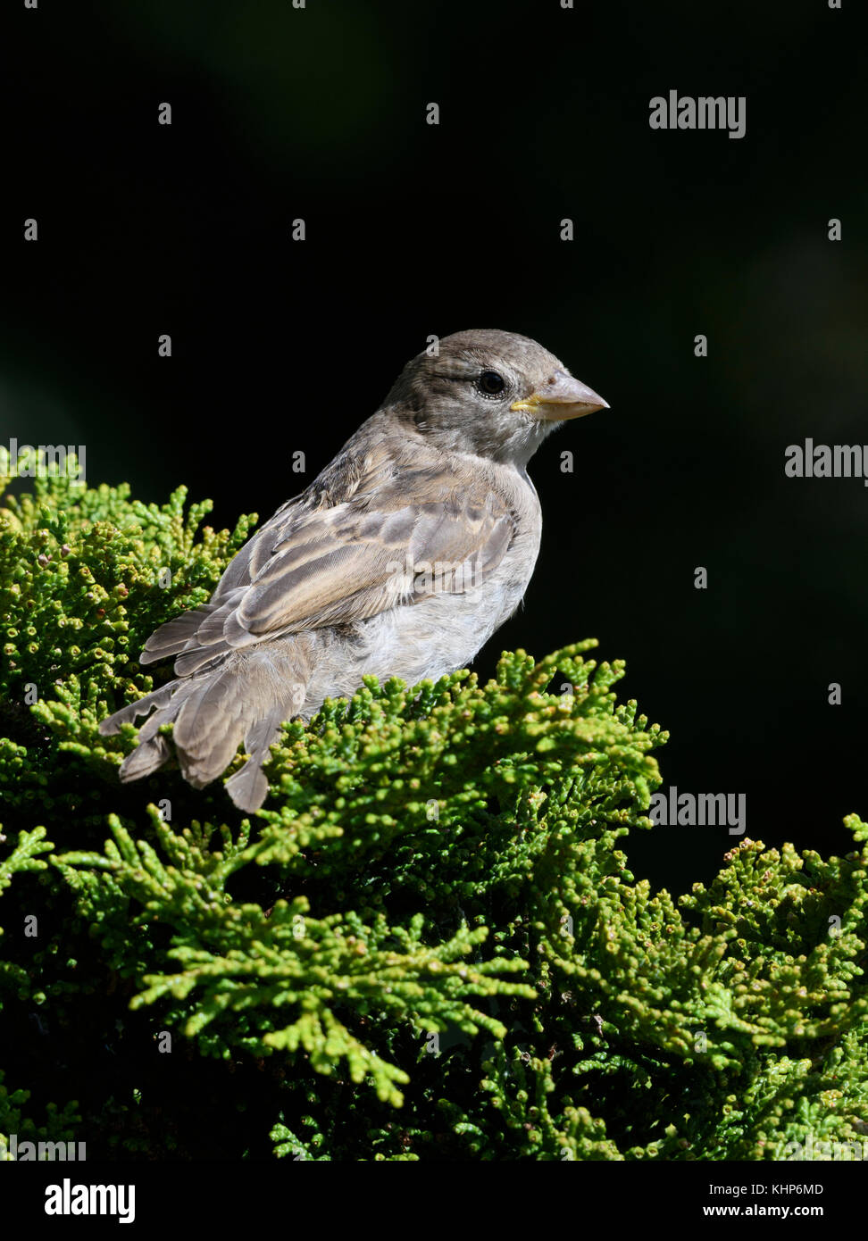 White sparrow shrub hi-res stock photography and images - Alamy