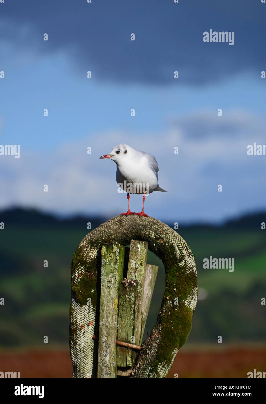 The gull family hi-res stock photography and images - Alamy