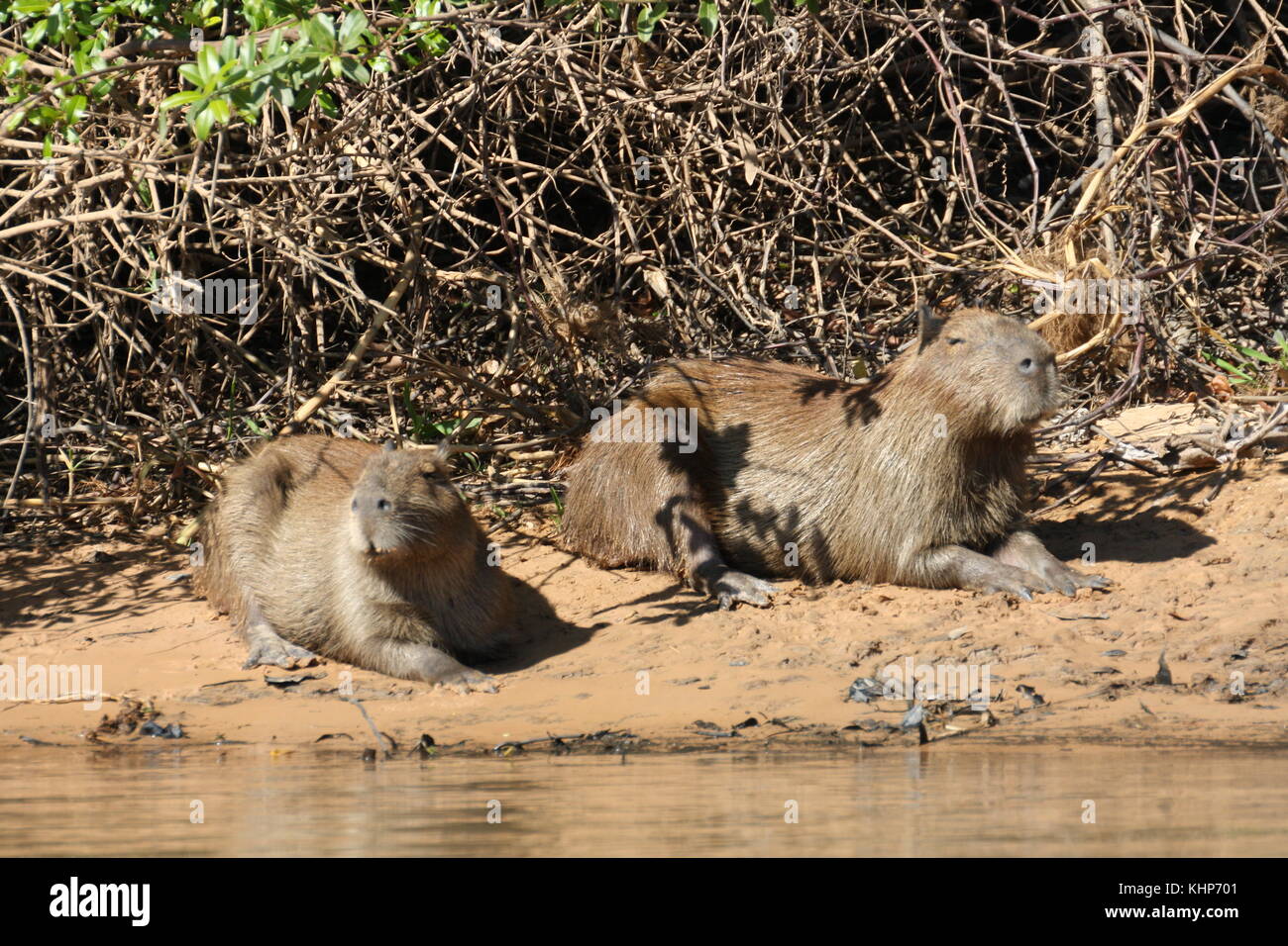 Capivaras High Resolution Stock Photography and Images - Alamy