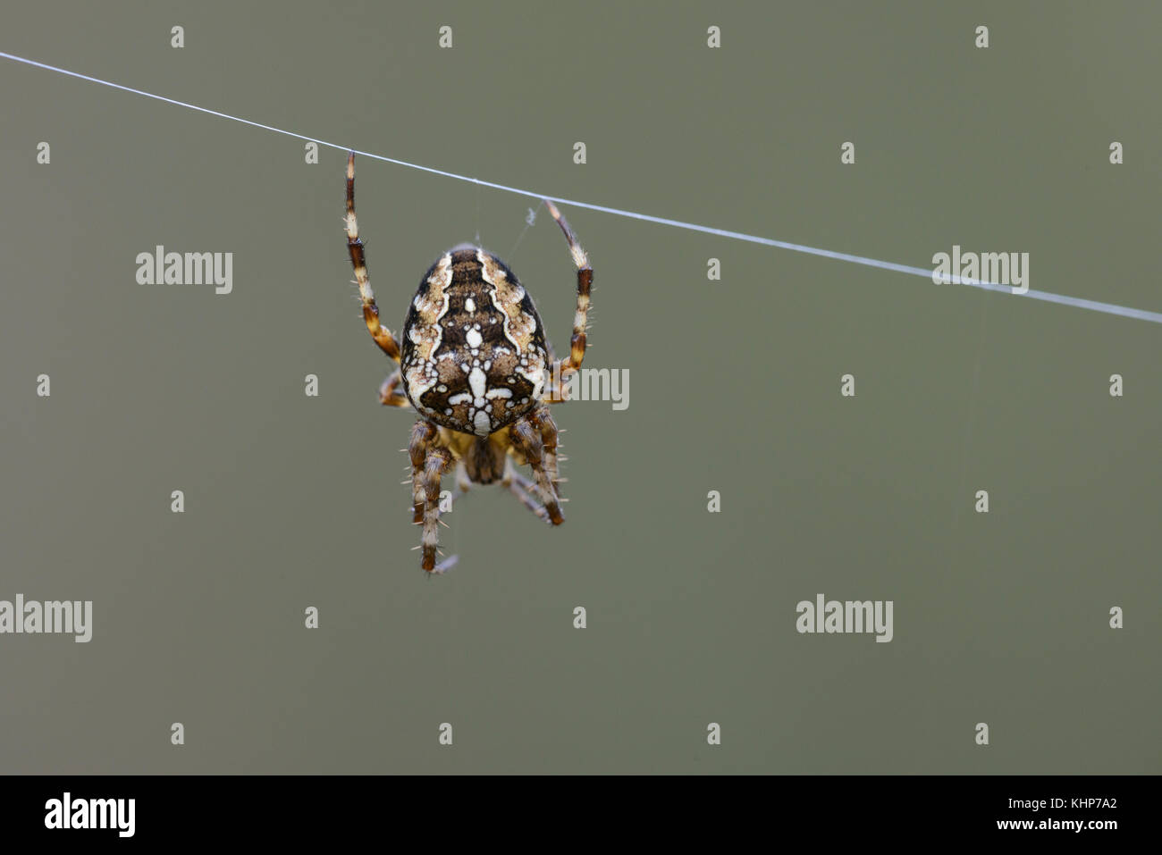 Garden Spider (web), on single strand of web Stock Photo - Alamy