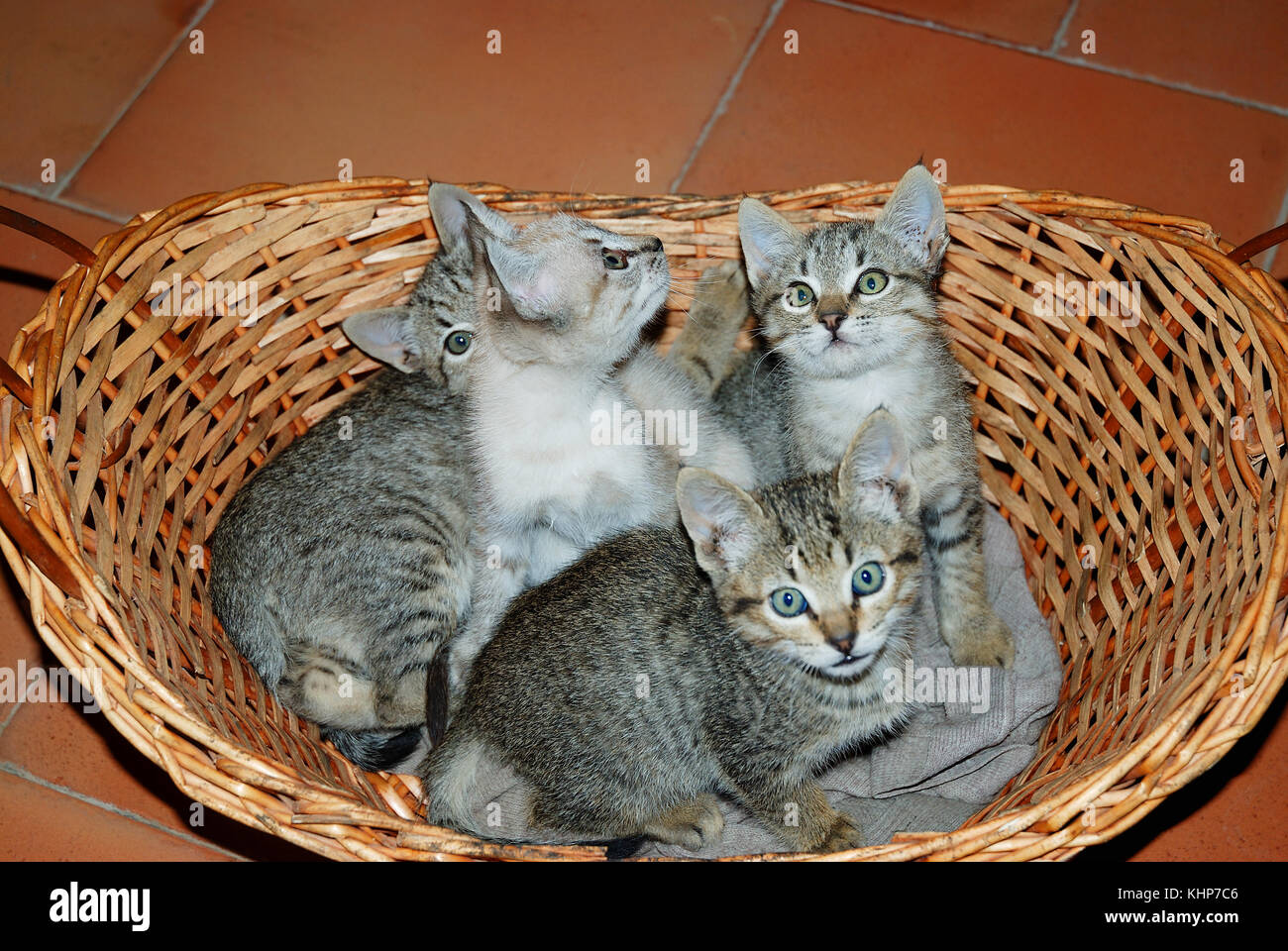 Four cat kittens basket hi-res stock photography and images - Alamy