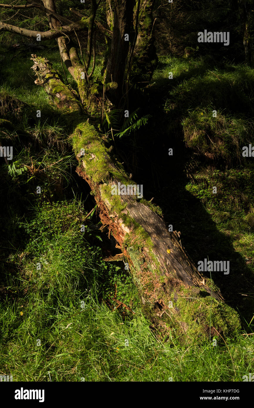 Rotting tree trunk in a ditch along the path into the Glen of Aherlow ...