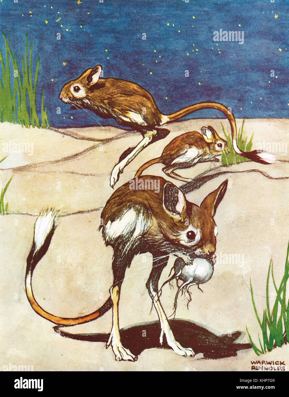 Jerboa, hopping desert rodents Stock Photo - Alamy