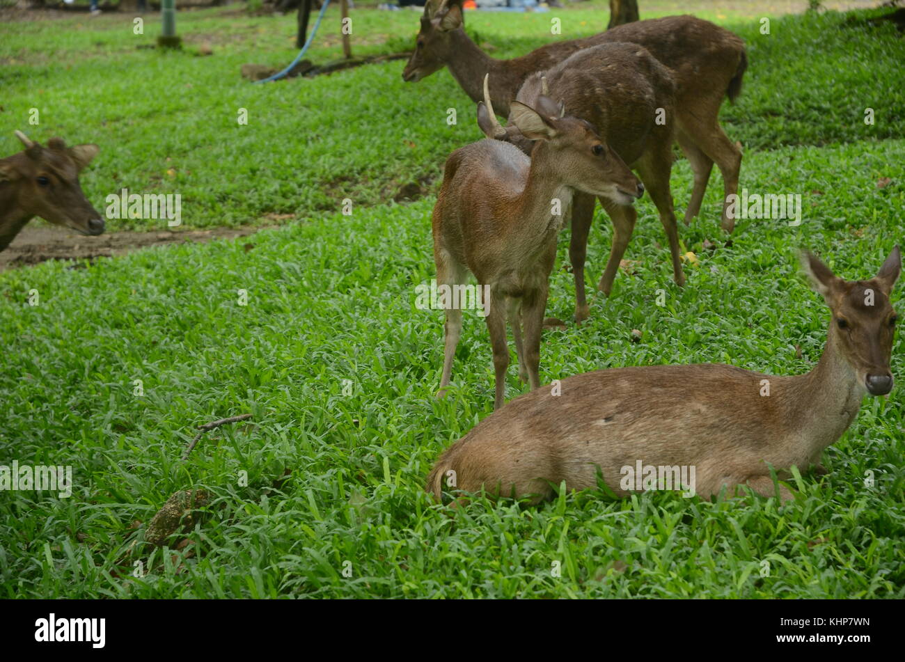 Surakarta, Indonesia. 18th Nov, 2017. Mostly deer inside park are ...