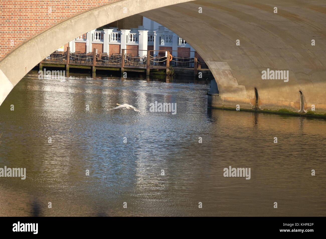 flying swan river thames Stock Photo - Alamy