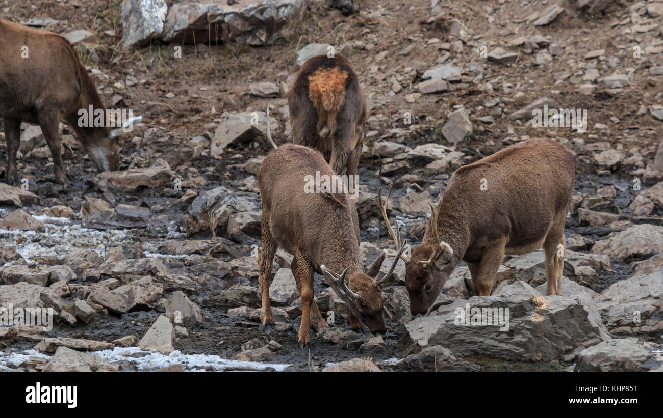 Thorold deer hi-res stock photography and images - Alamy