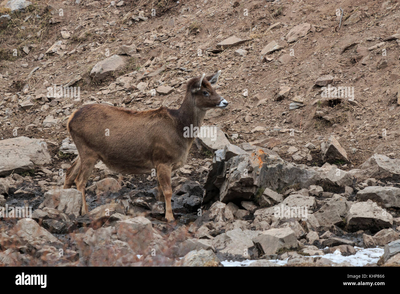 White-Lipped Deer (Przewalskium albirostris or Thorold Deer) in a ...