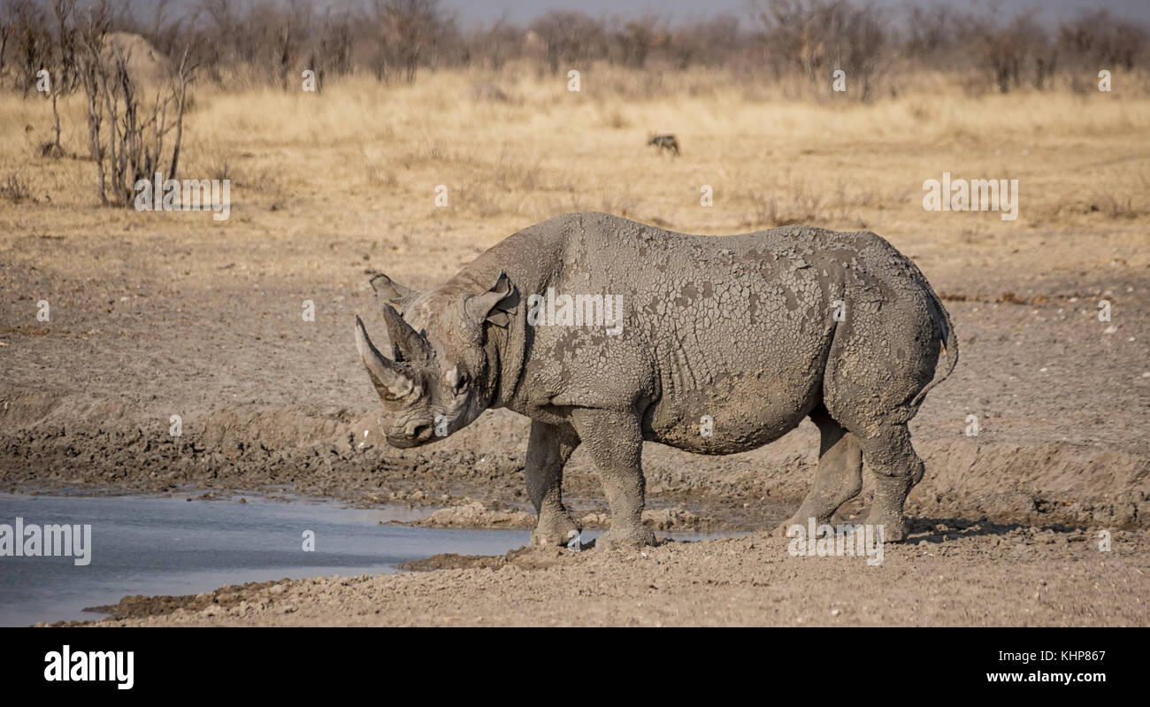 A solitary Black Rhino in Namibian savanna Stock Photo - Alamy