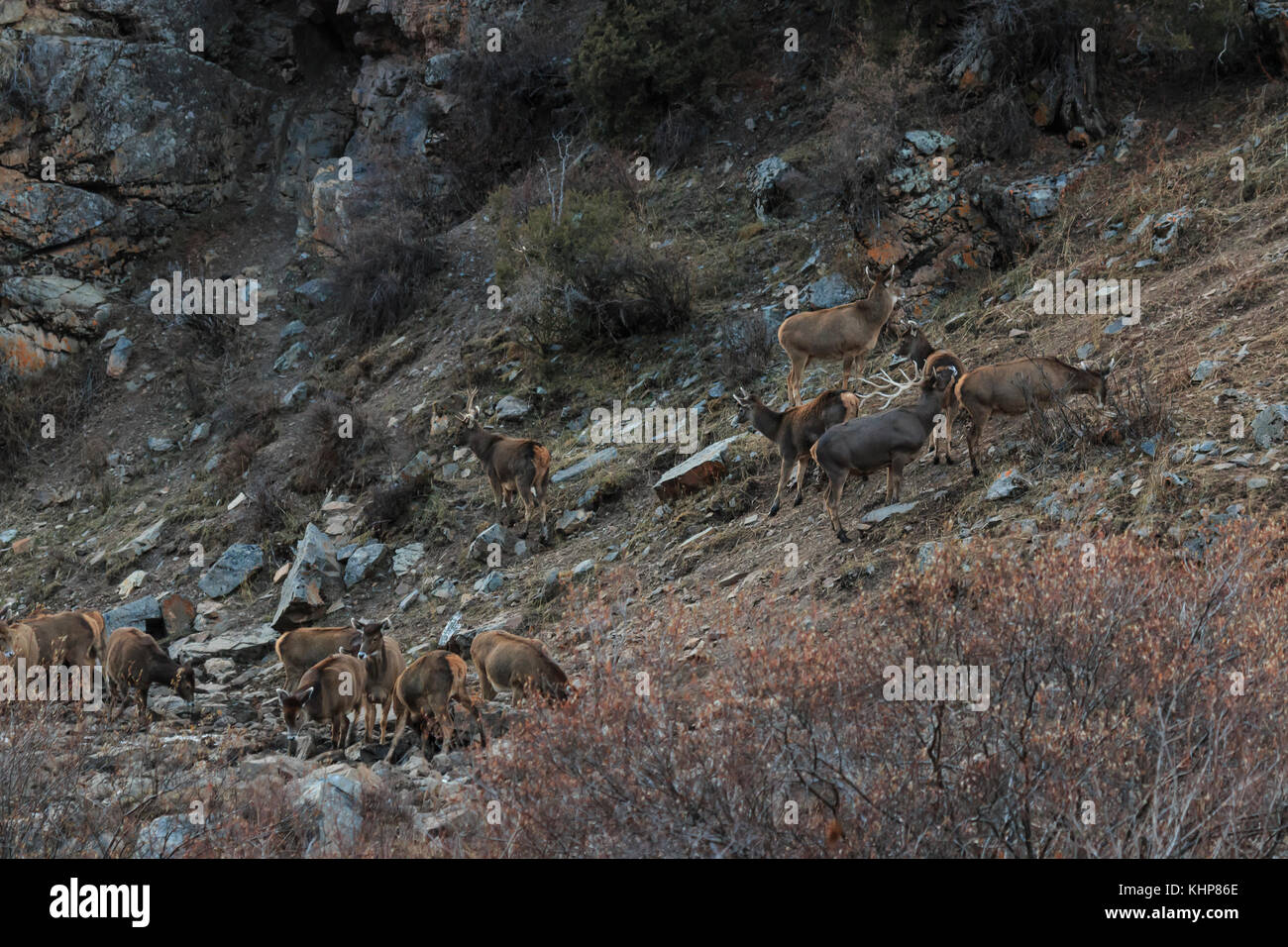 White-Lipped Deers (Przewalskium albirostris or Thorold Deer) in a ...