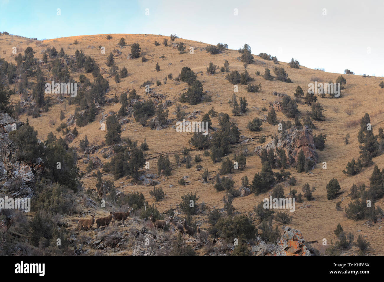 White-Lipped Deers (Przewalskium albirostris or Thorold Deer) in a ...