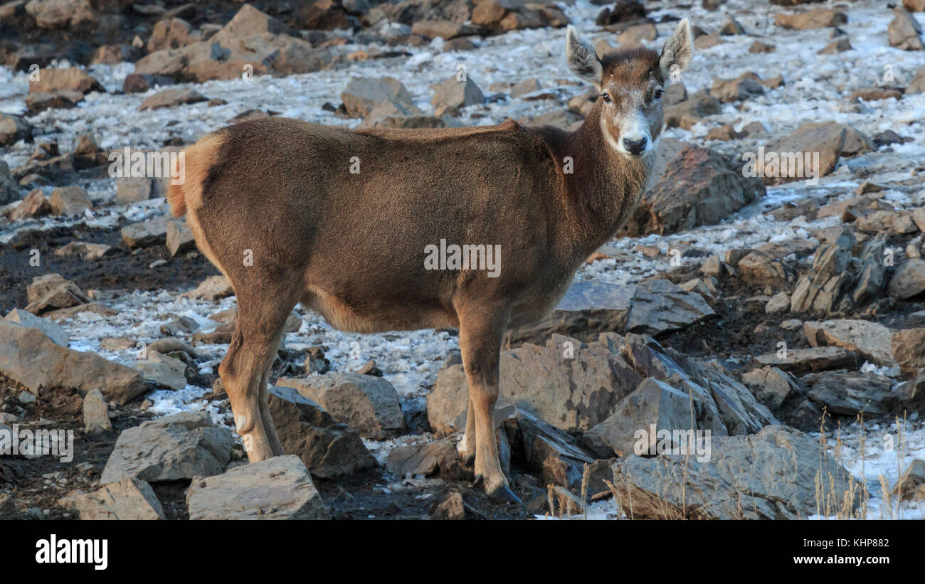 Lipped deer hi-res stock photography and images - Alamy