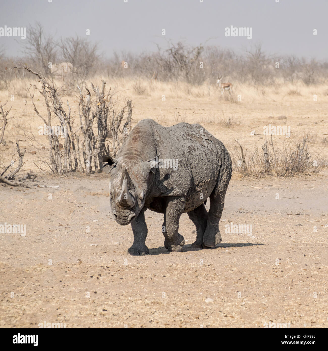 A solitary Black Rhino in Namibian savanna Stock Photo - Alamy