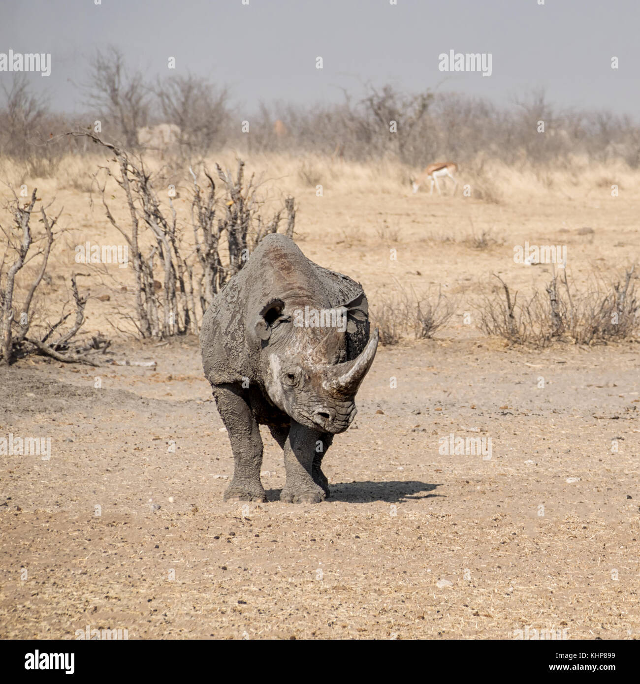 A solitary Black Rhino in Namibian savanna Stock Photo - Alamy