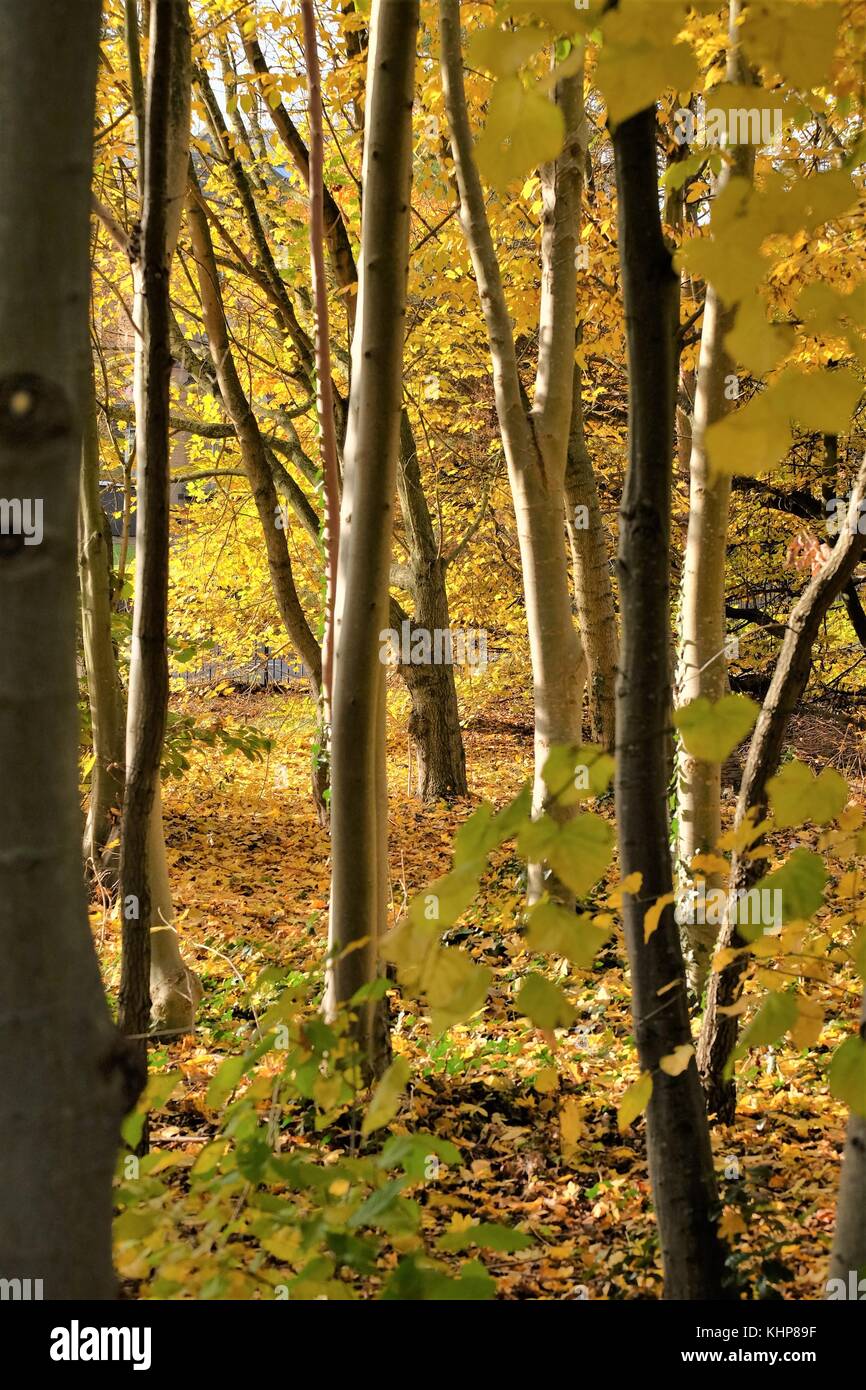hurst park blue sky Stock Photo - Alamy