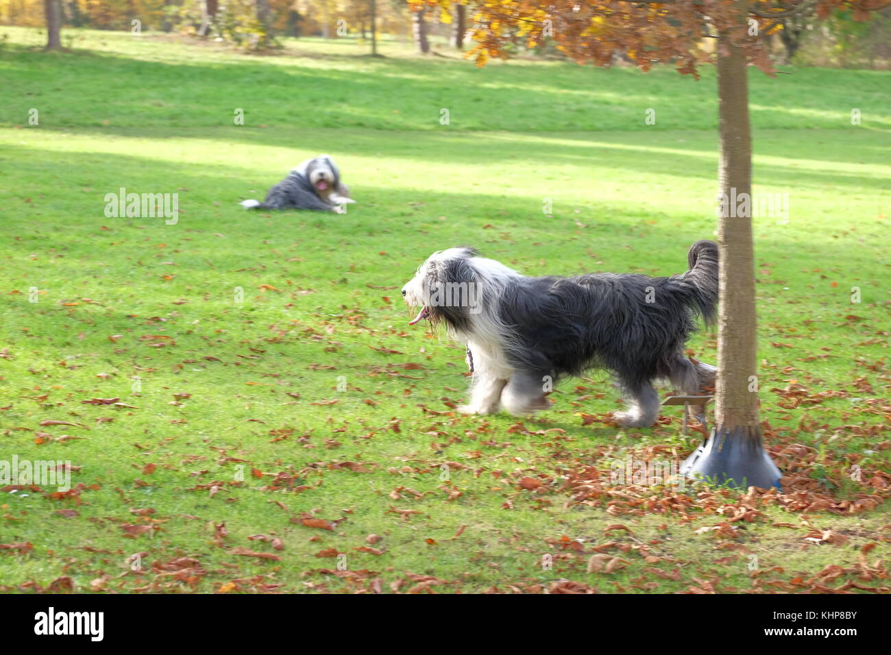 sheep dog running in park Stock Photo - Alamy
