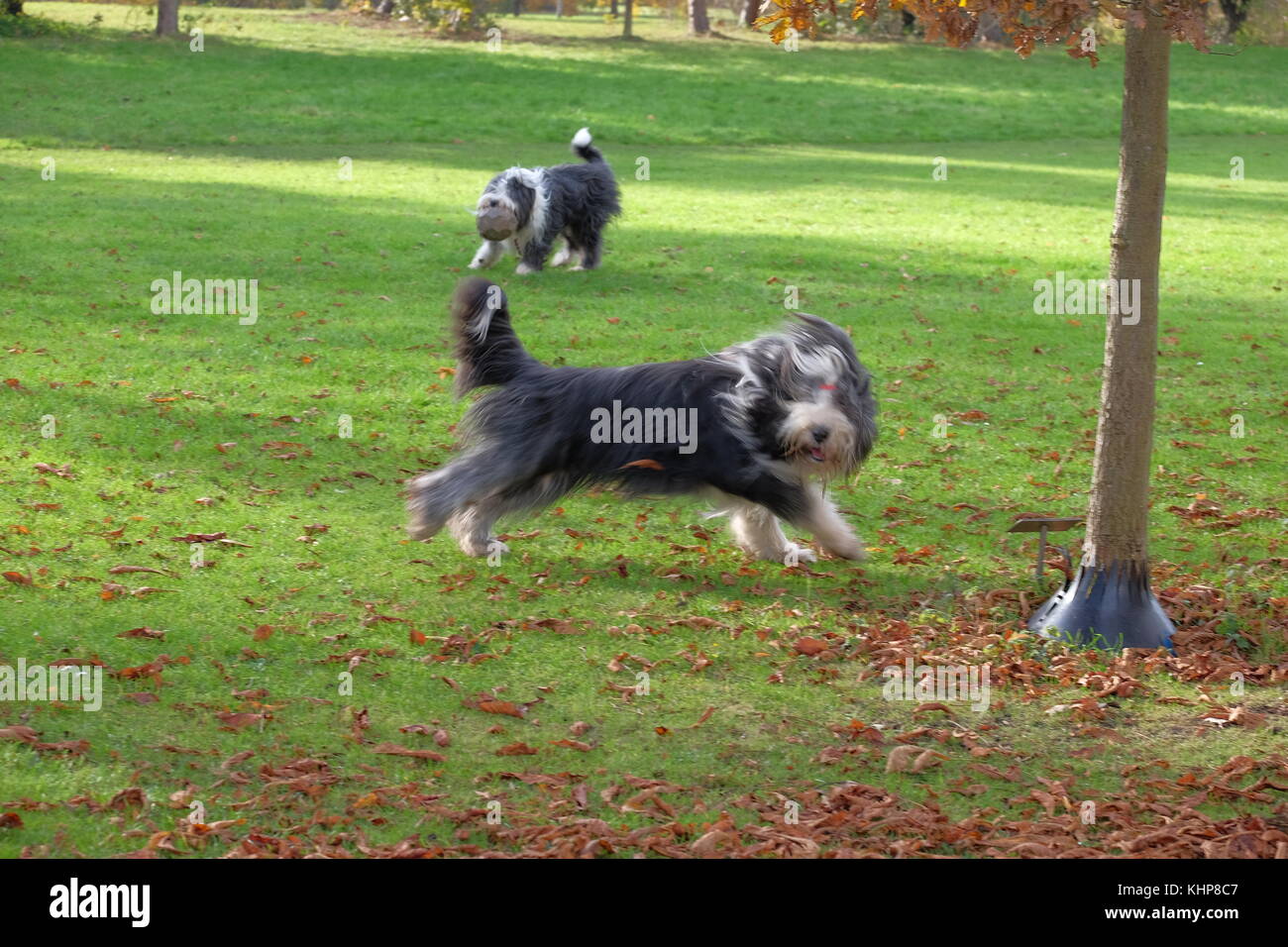 sheep dog running in park Stock Photo - Alamy