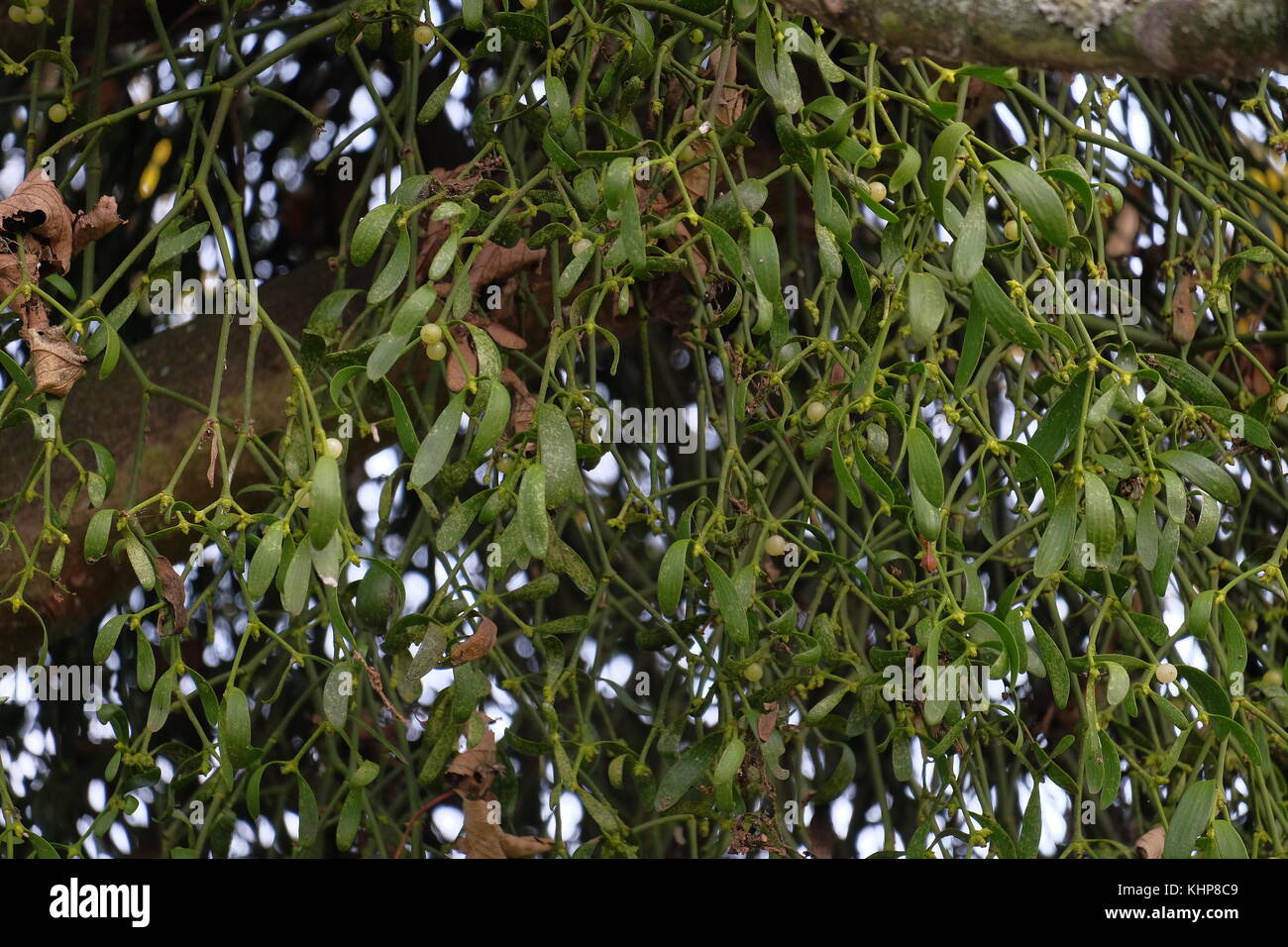 mistletoe bunch in tree Stock Photo - Alamy