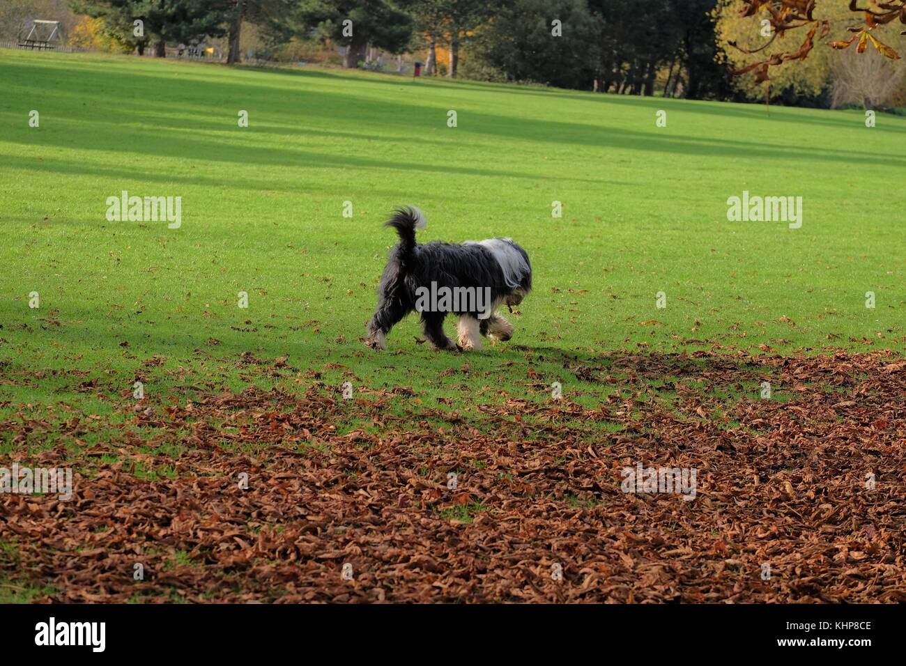 sheep dog running in park Stock Photo - Alamy