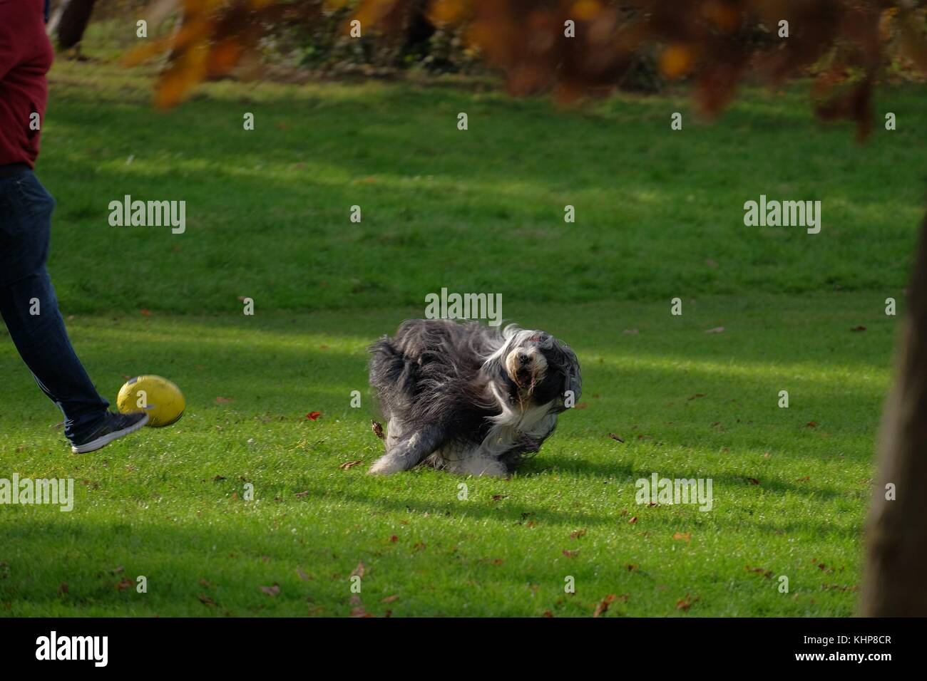 sheep dog running in park Stock Photo - Alamy
