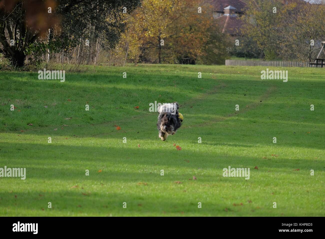 sheep dog running in park Stock Photo - Alamy