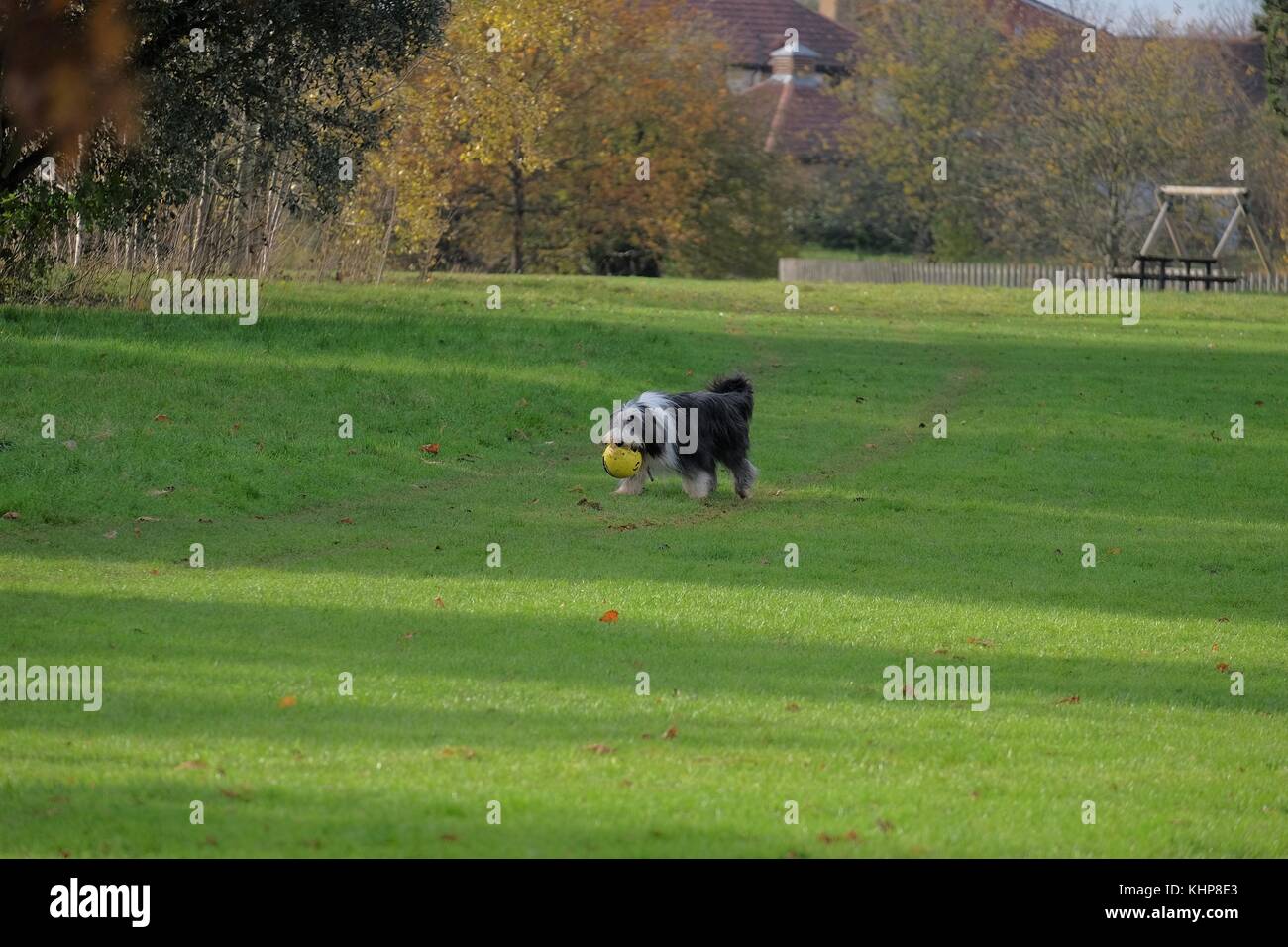 sheep dog chasing ball Stock Photo - Alamy