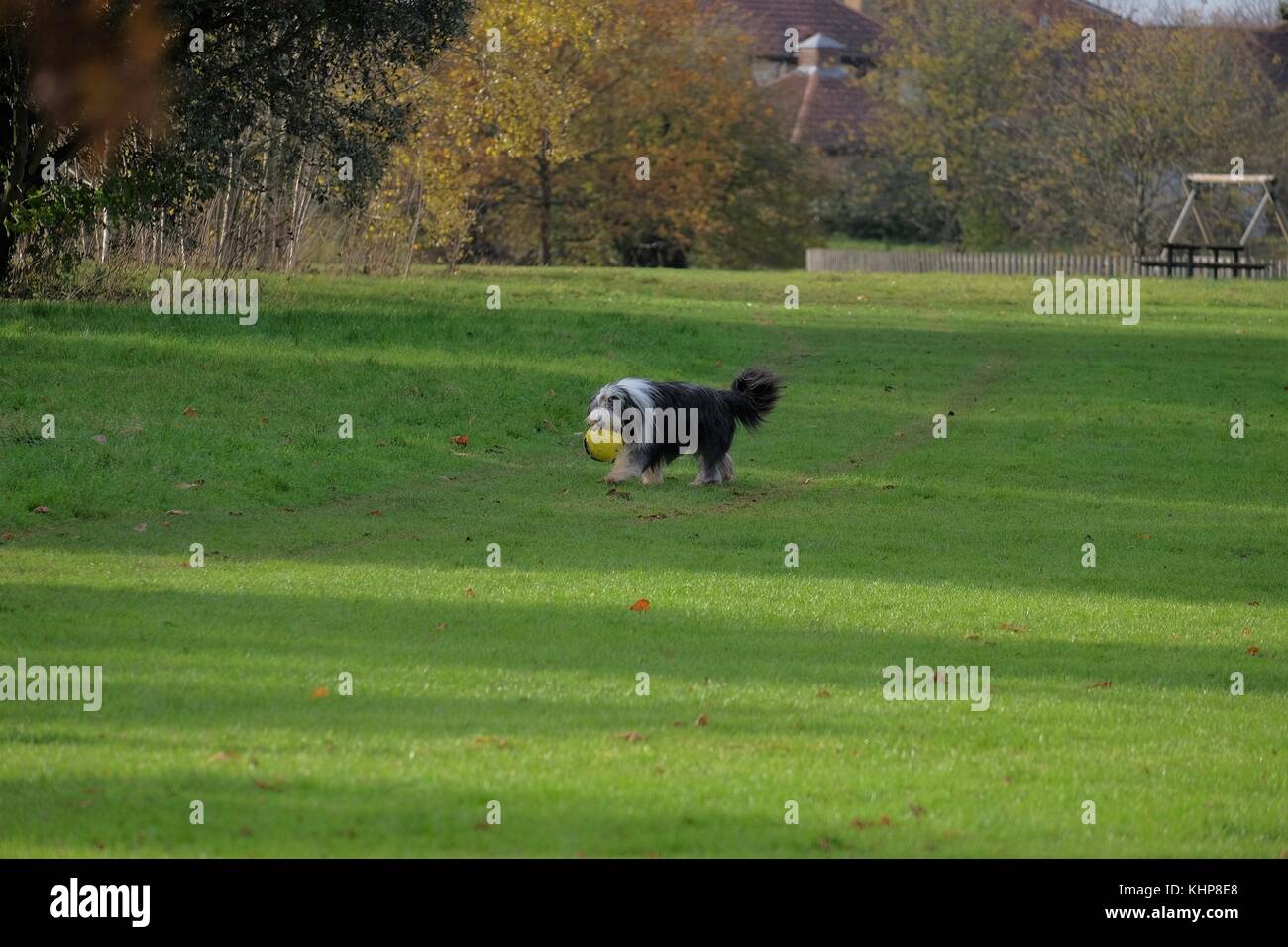 sheep dog running in park Stock Photo - Alamy
