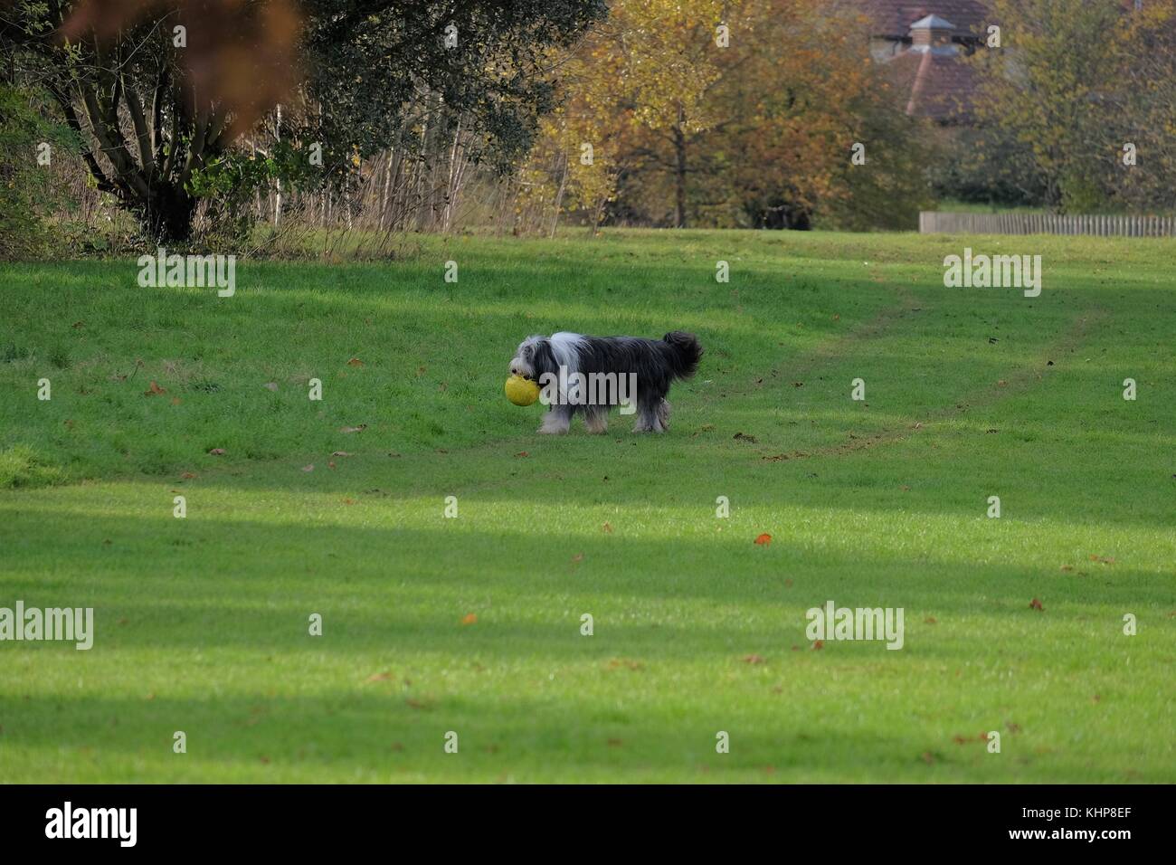 sheep dog running in park Stock Photo - Alamy