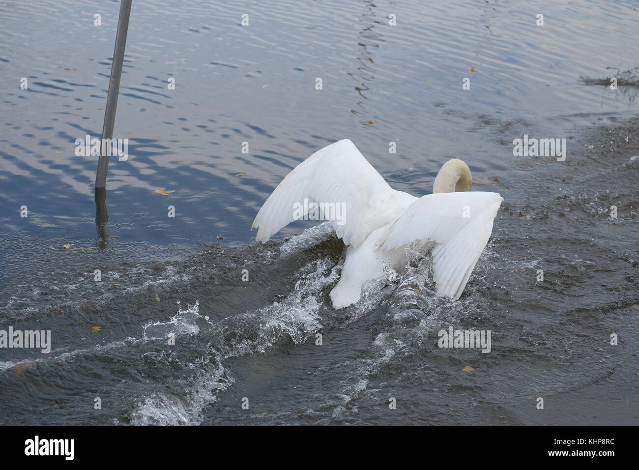 swan landing on river thames Stock Photo - Alamy