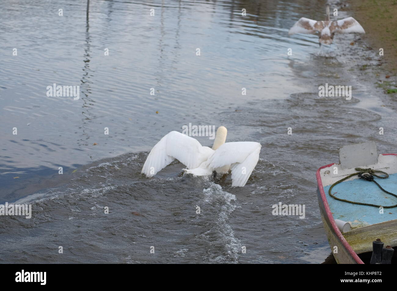 swan landing on river thames Stock Photo - Alamy