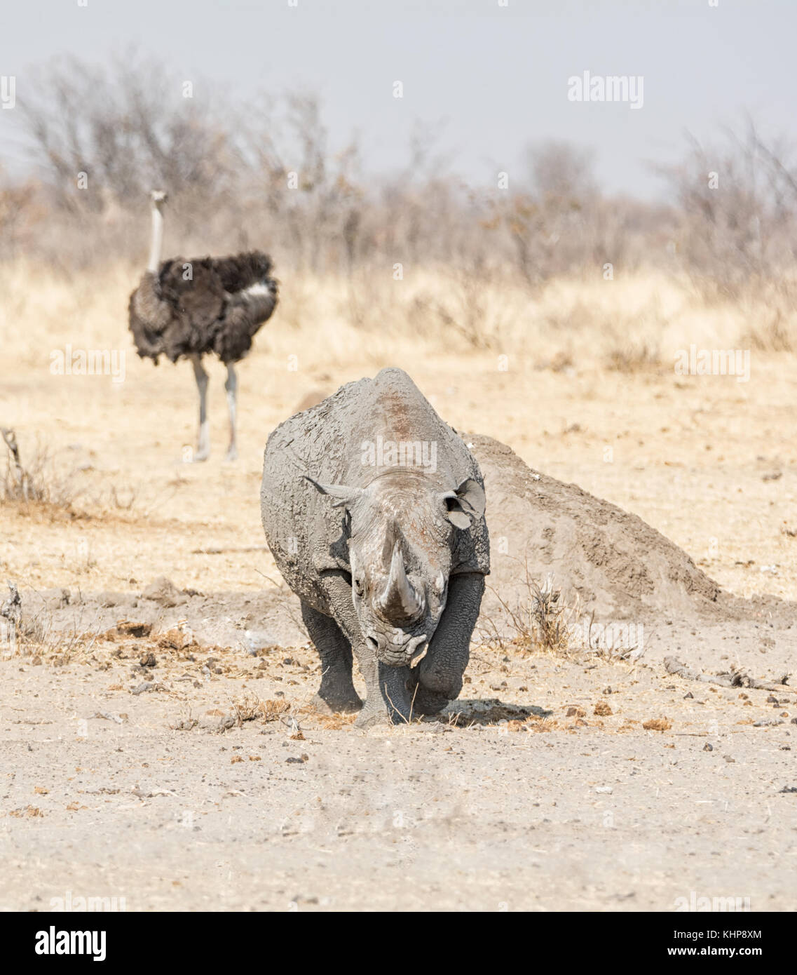 A solitary Black Rhino in Namibian savanna Stock Photo - Alamy