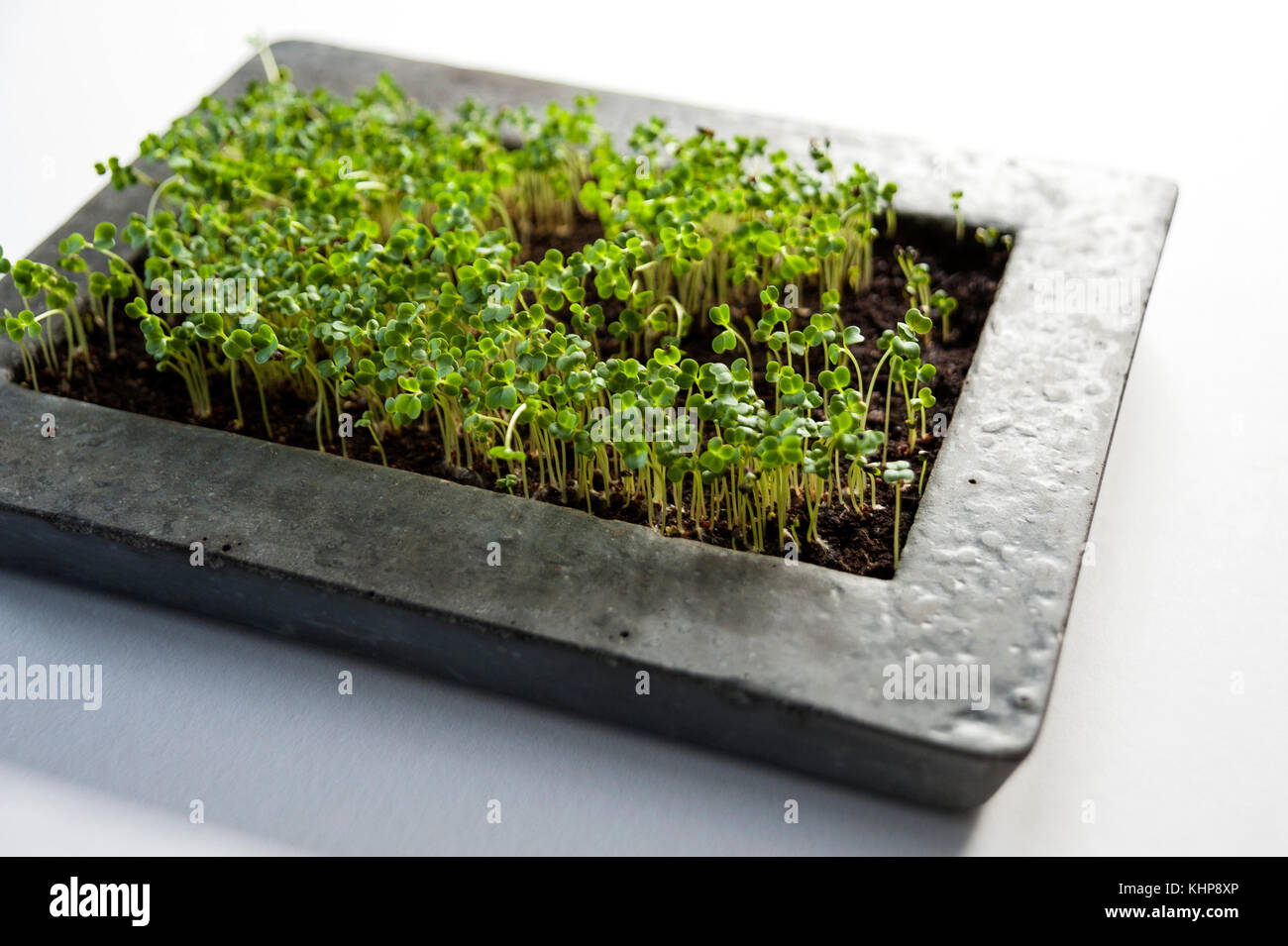 Cress Plants in Concrete Bowl Stock Photo - Alamy