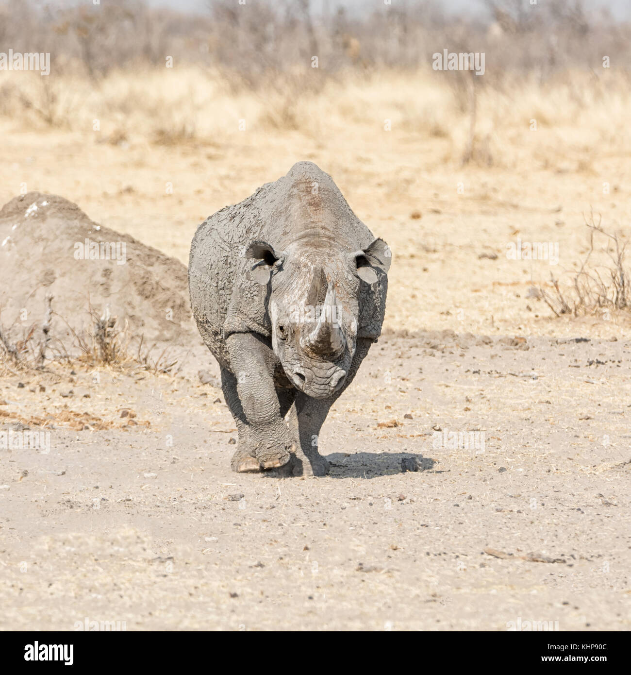 A solitary Black Rhino in Namibian savanna Stock Photo - Alamy