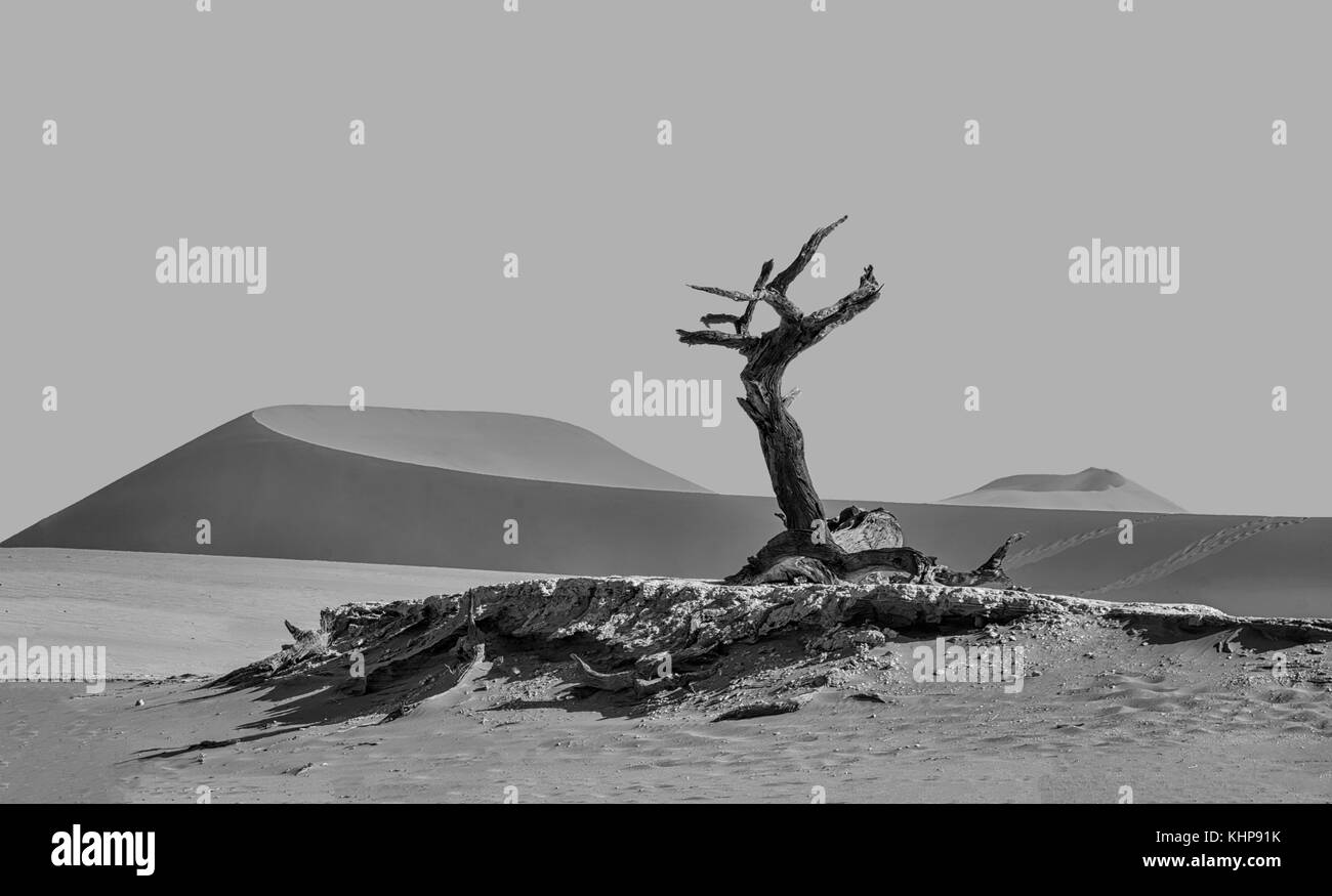 Deadvlei in Namibia is a flat clay pan characterized by dark, dead ...