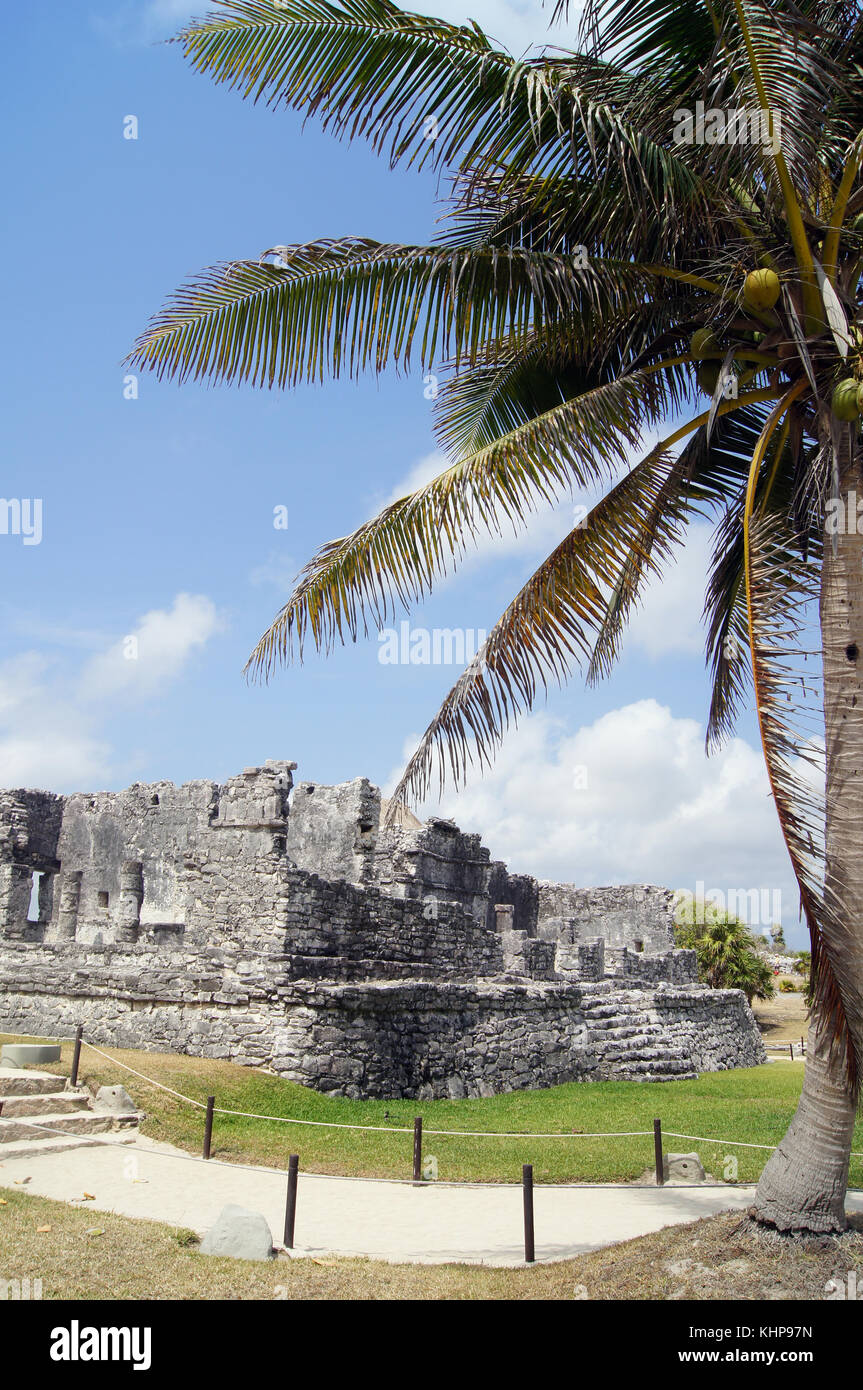 High palm tree and stone ruins in Tulum, Mexico Stock Photo - Alamy