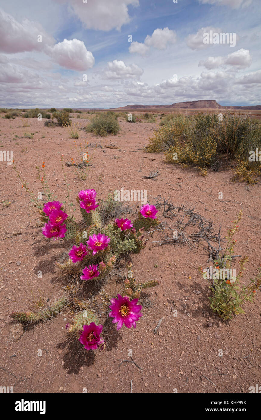 Blooming Prickly Pear with a struggling Globe Mallow on the Navajo ...