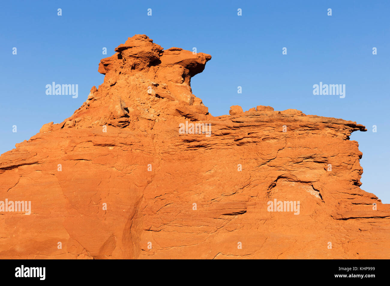Desert dog hi-res stock photography and images - Alamy
