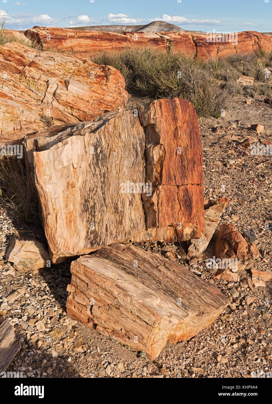 Wood turned to stone in the Painted Desert Stock Photo - Alamy