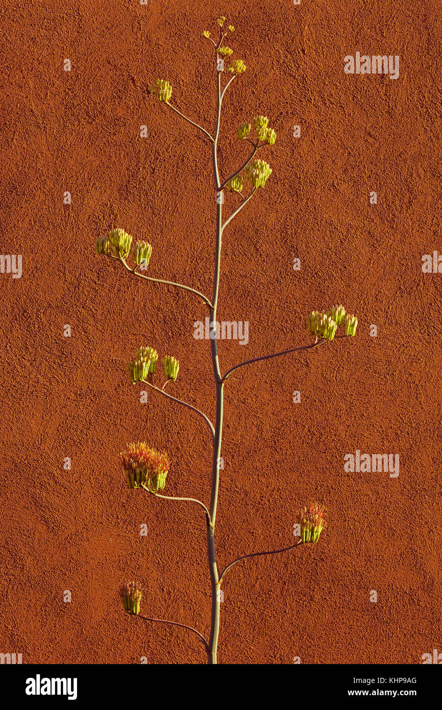 Agave flower stalk in front of stucco wall Stock Photo - Alamy