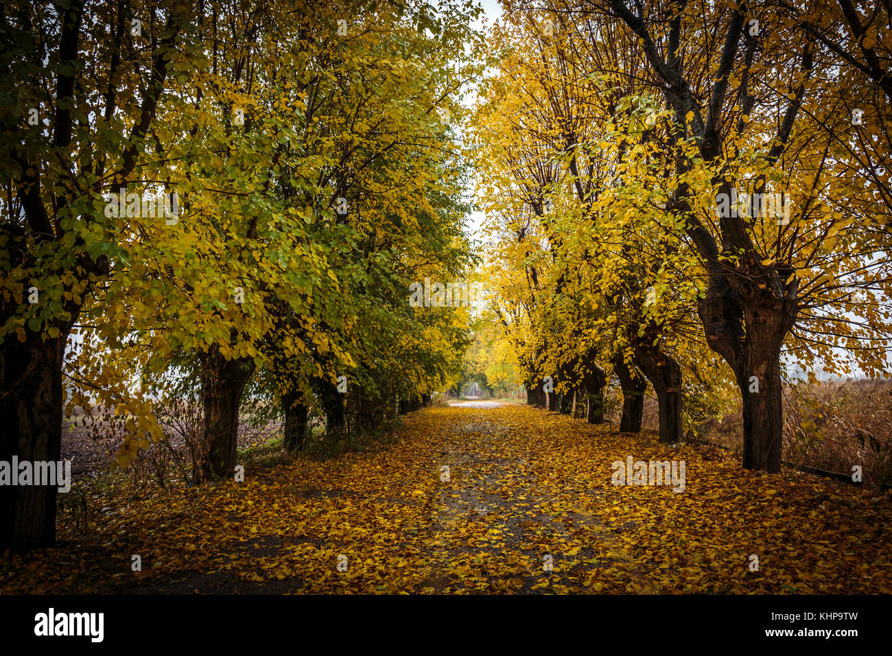 Autumn tree lined avenue in Brescia, in Italy Stock Photo - Alamy