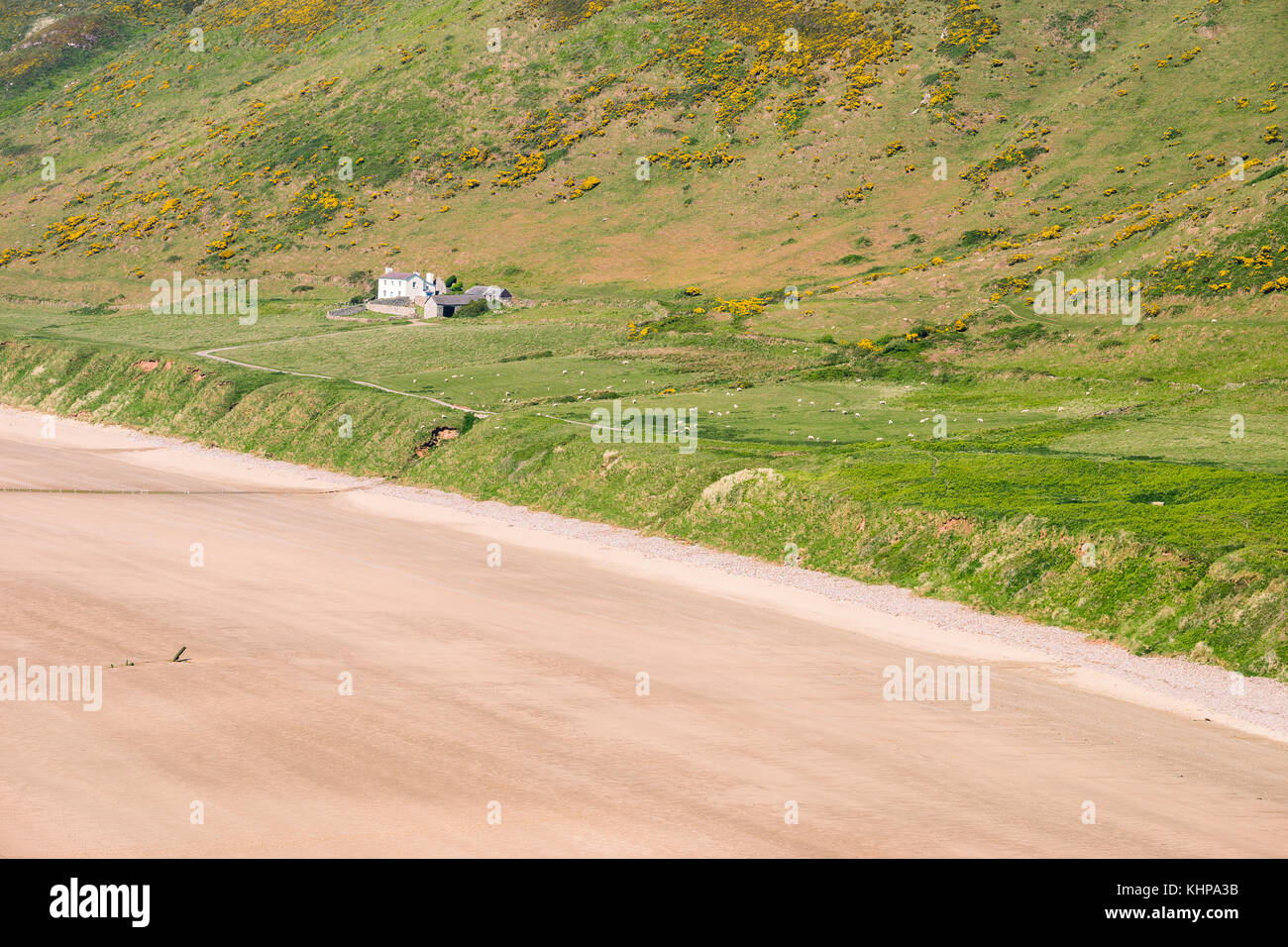 This is a green sheep farm on the sandy seashore of Rhossili Bay Stock ...
