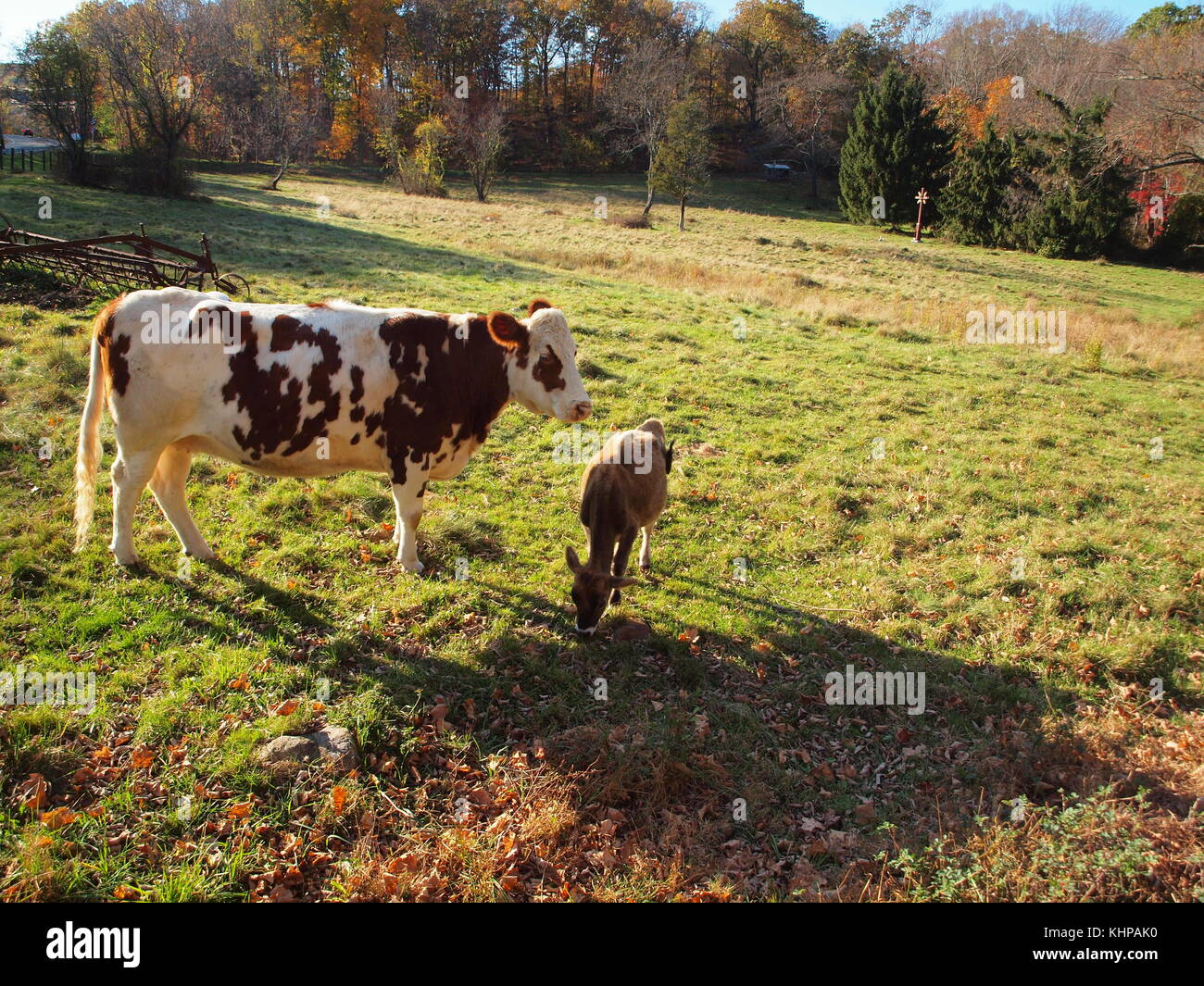 Summertime shadows of cow and one of her calves in Jefferson, NJ Stock ...