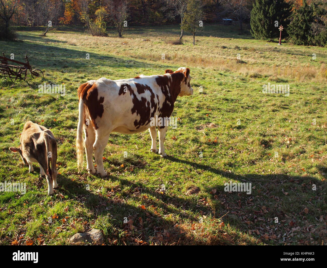 Summertime shadows of cow and one of her calves in Jefferson, NJ Stock ...