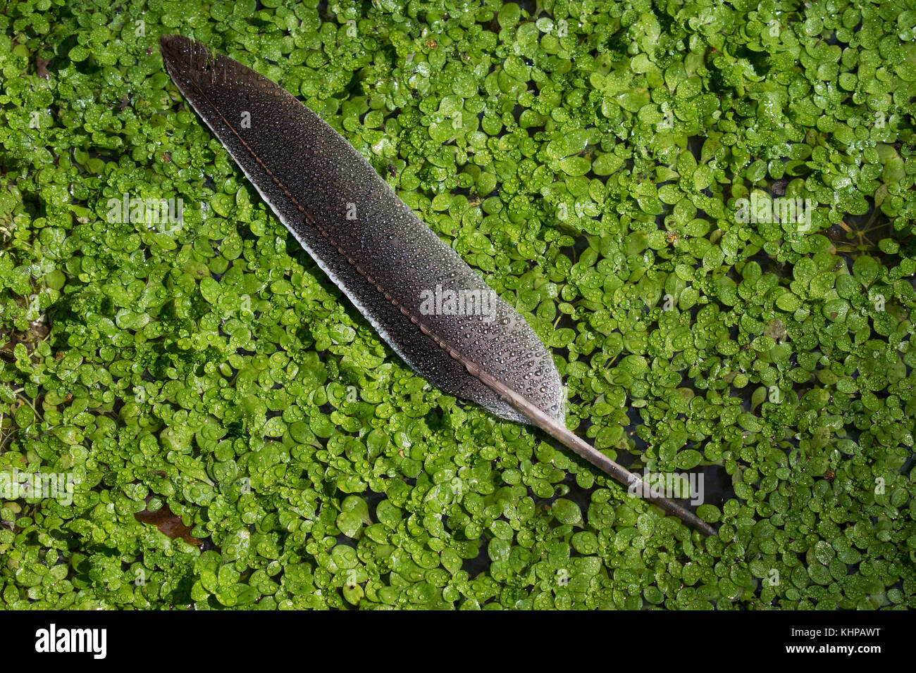 Common wood pigeon Columba palumbus feather resting on waterweed Hook ...
