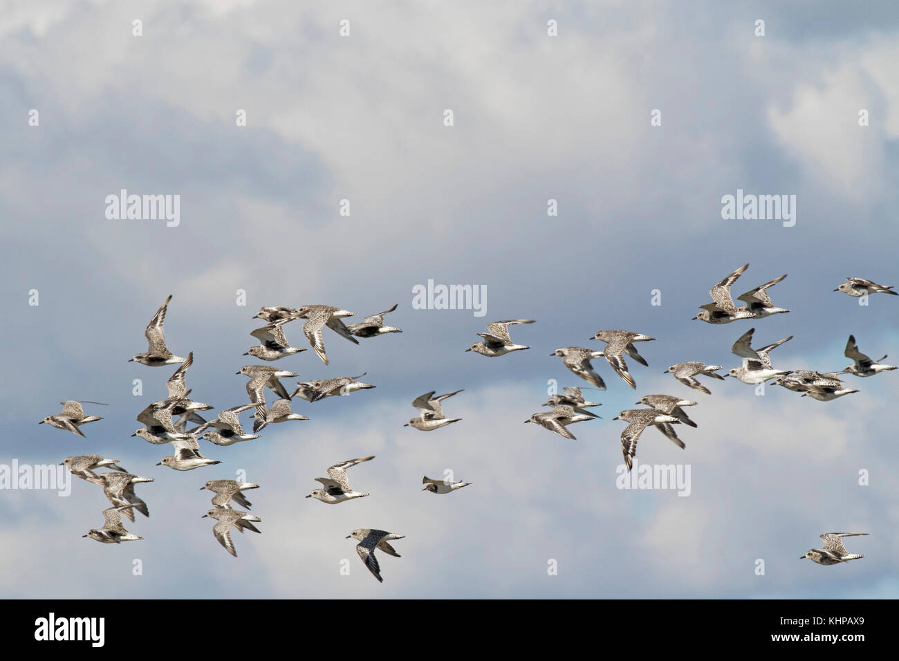 Grey plover flight uk hi-res stock photography and images - Alamy