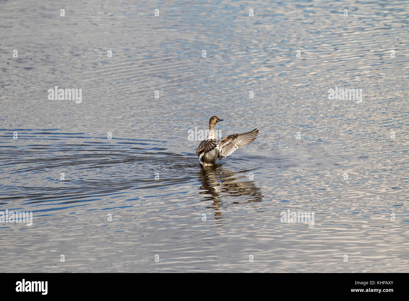 Northern pintail Anas acuta wing-flapping in freshwater pool Farlington ...