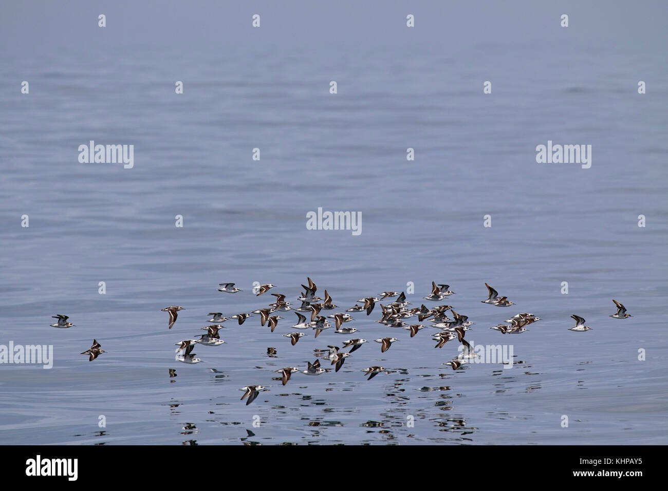 Red necked phalarope flight hi-res stock photography and images - Alamy