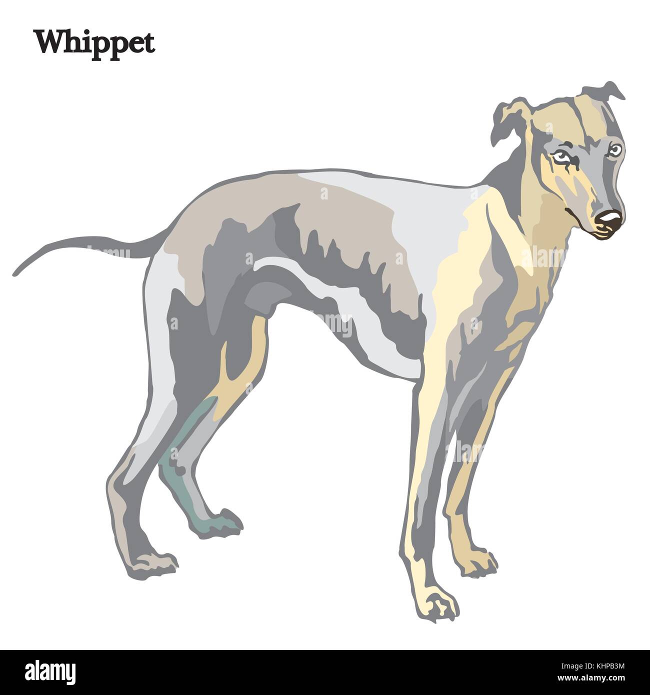 Portrait of standing in profile dog Whippet vector colorful ...