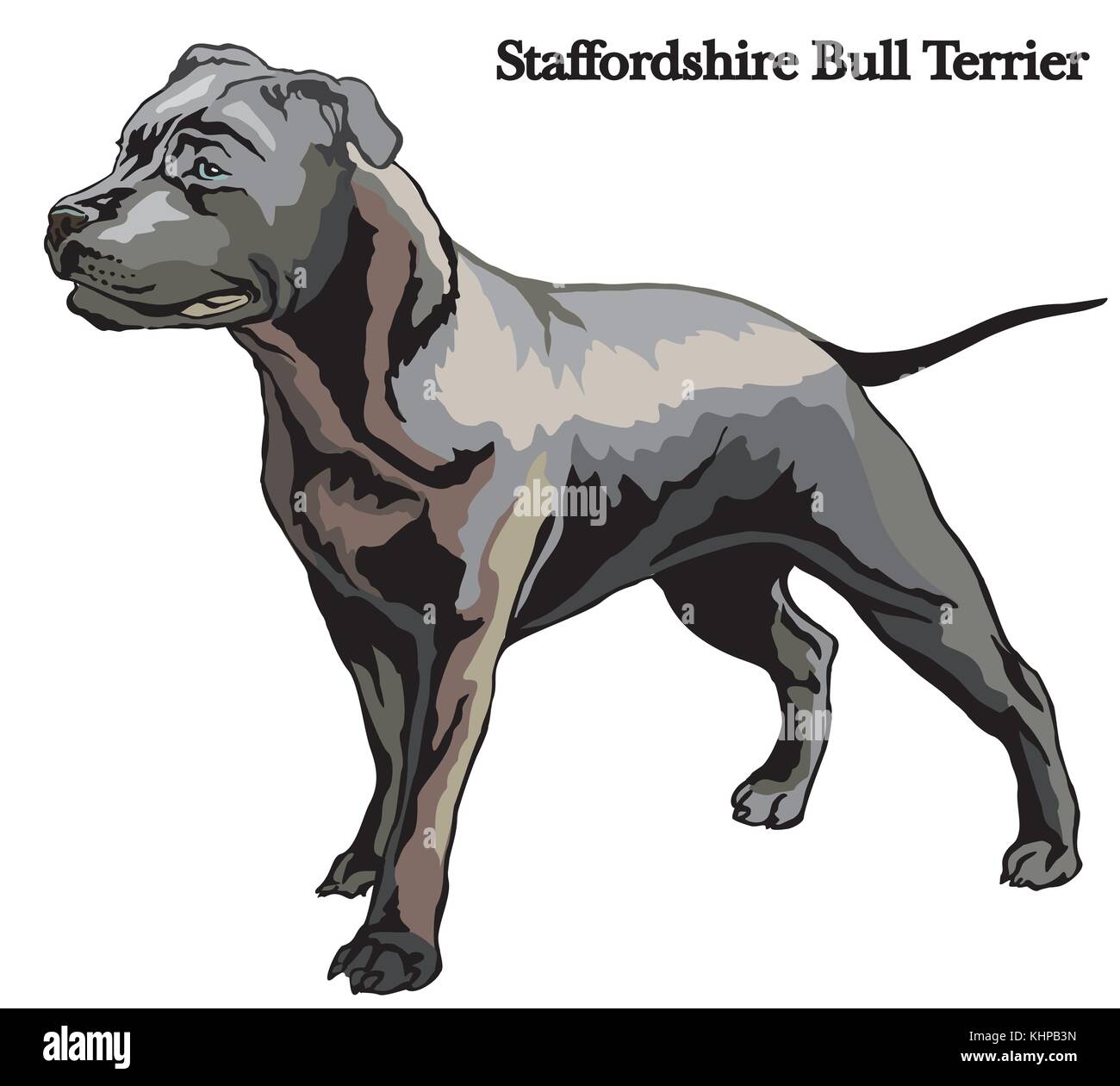 Portrait staffordshire bull terrier Stock Vector Images - Alamy