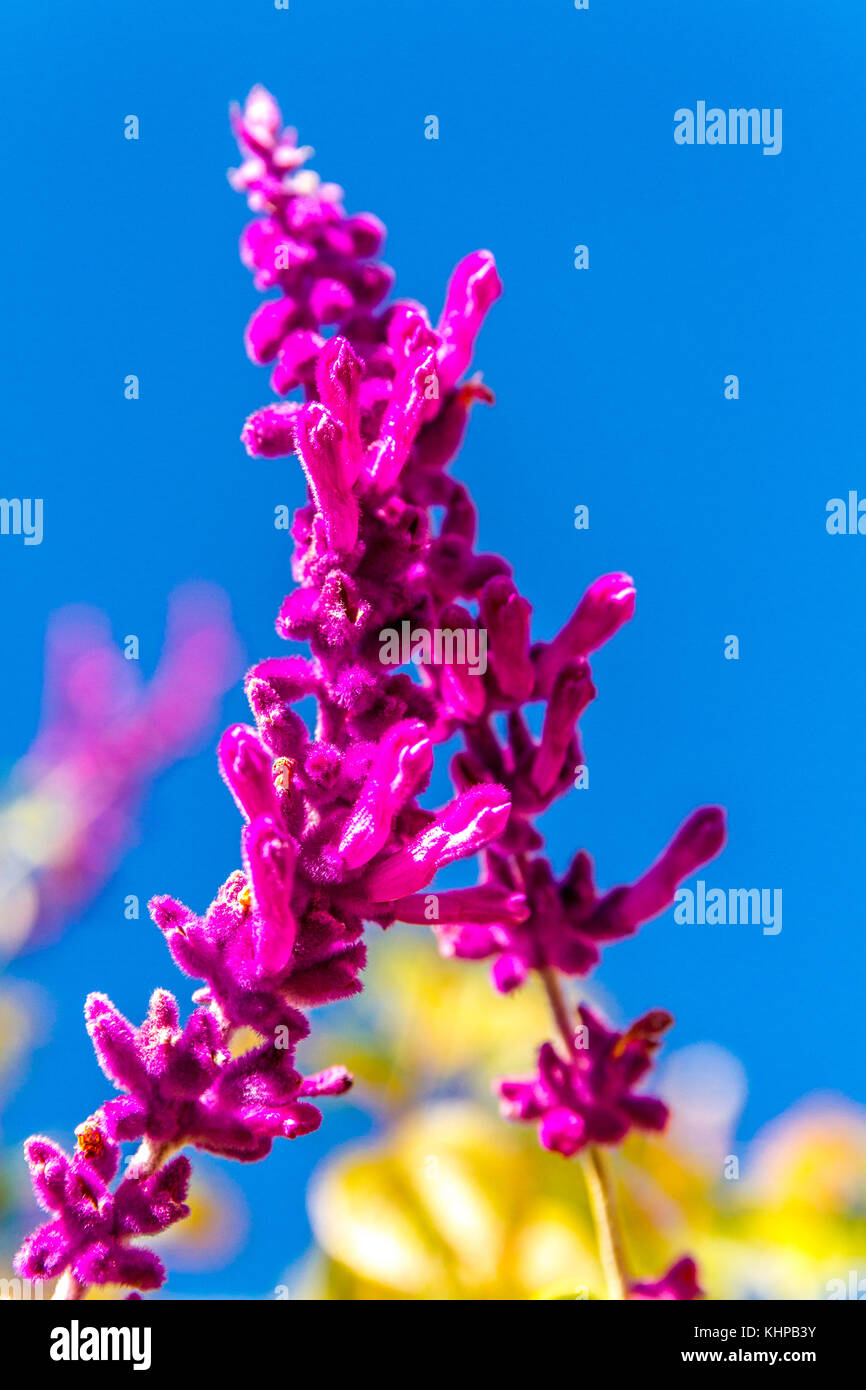 Brightly colored Mexican Sage Stock Photo - Alamy